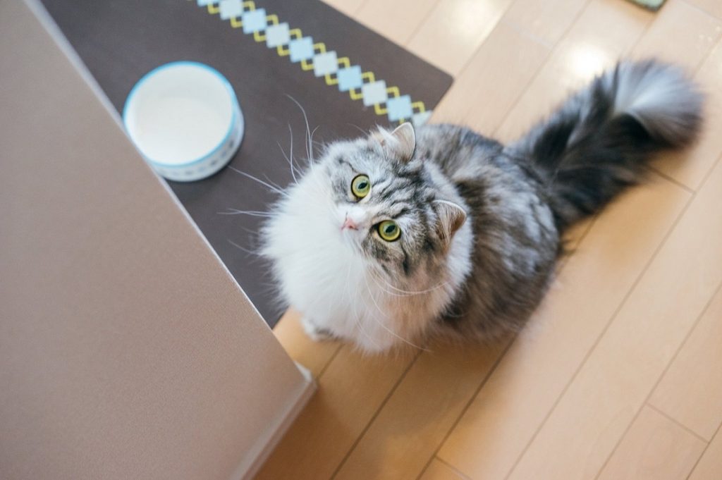 ISFP(冒険家)の性格や向いてる仕事は？あるある話や相性の良い職業 | 採用百科事典